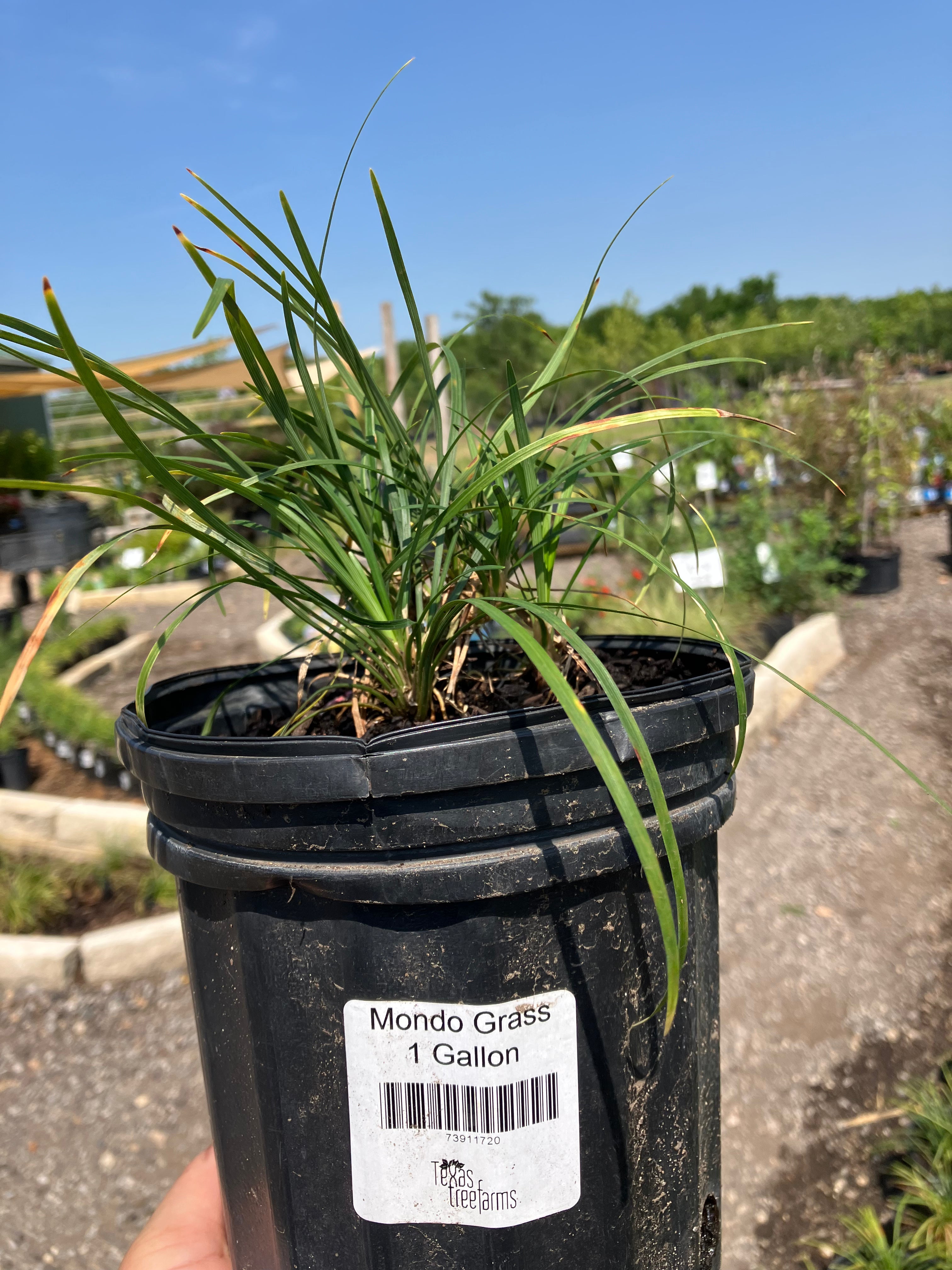 Grass Mondo – Texas Tree Farms