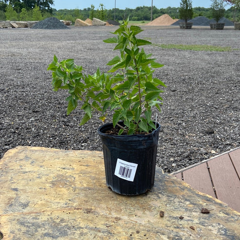 Fragrant Mist Flower – Texas Tree Farms