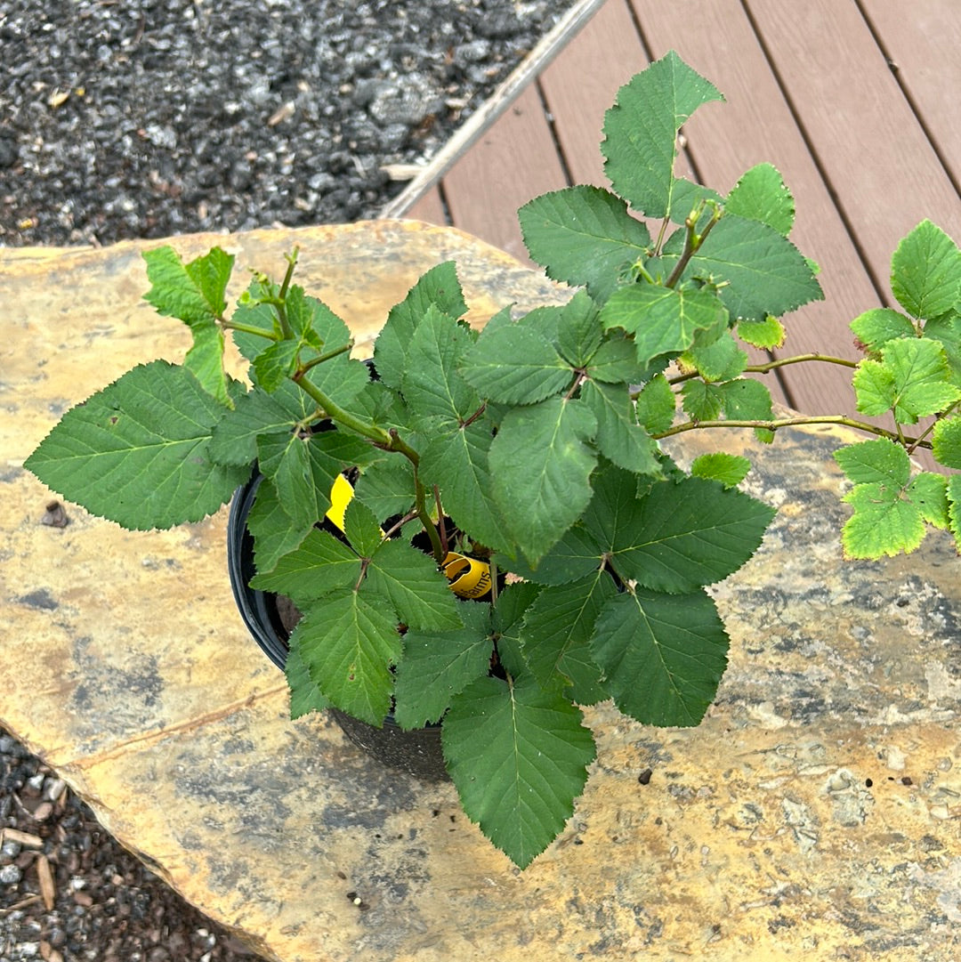 Blackberry Arapaho – Texas Tree Farms