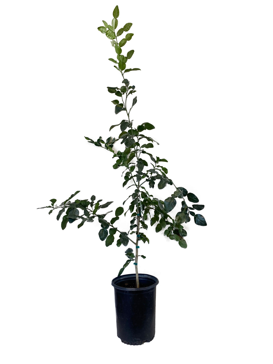 Texas Tree Farms | Buy Directly From Grower in Texas