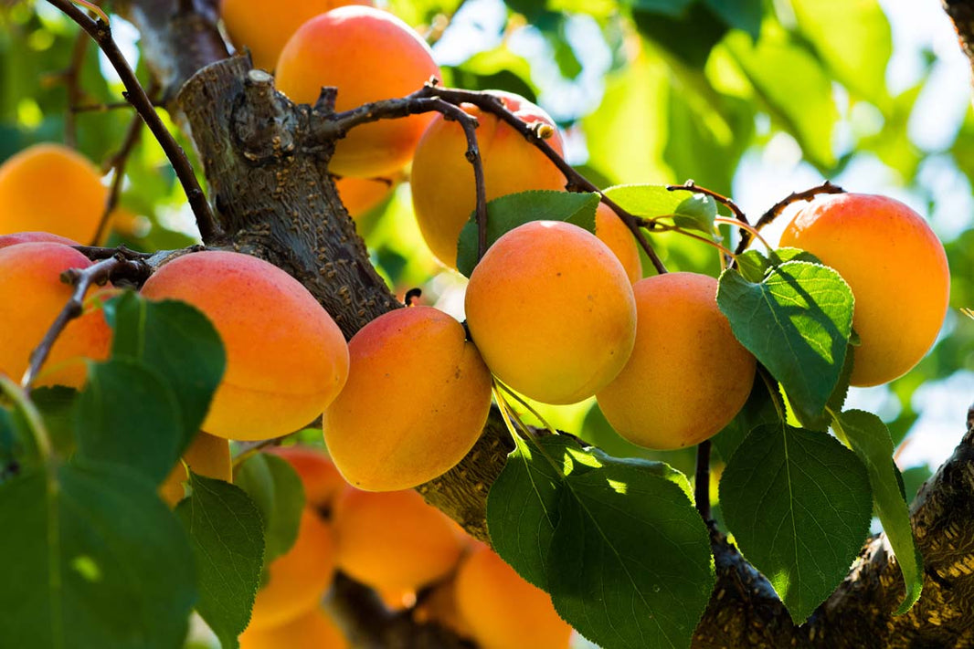 Fruit Trees For Sale | Texas Tree Farms