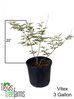 Vitex Trees For Sale | Texas Tree Farms