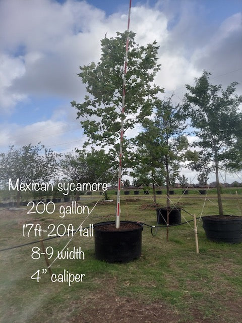 Mexican Sycamores For Sale | Texas Tree Farms