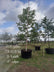 Mexican Sycamores For Sale | Texas Tree Farms
