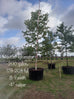 Mexican Sycamores For Sale | Texas Tree Farms