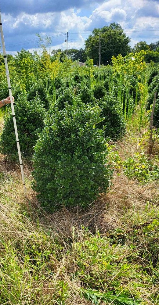 Dwarf Burford Holly For Sale | Texas Tree Farms