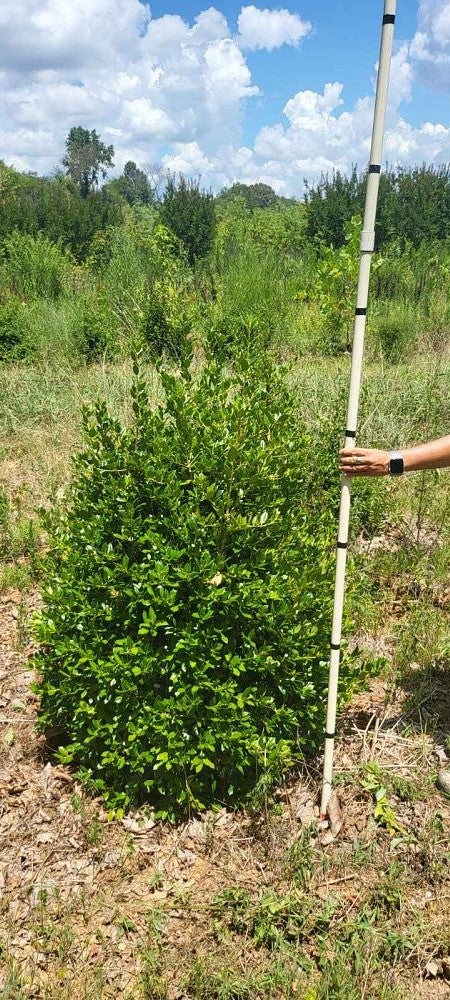 Holly Needlepoint – Texas Tree Farms