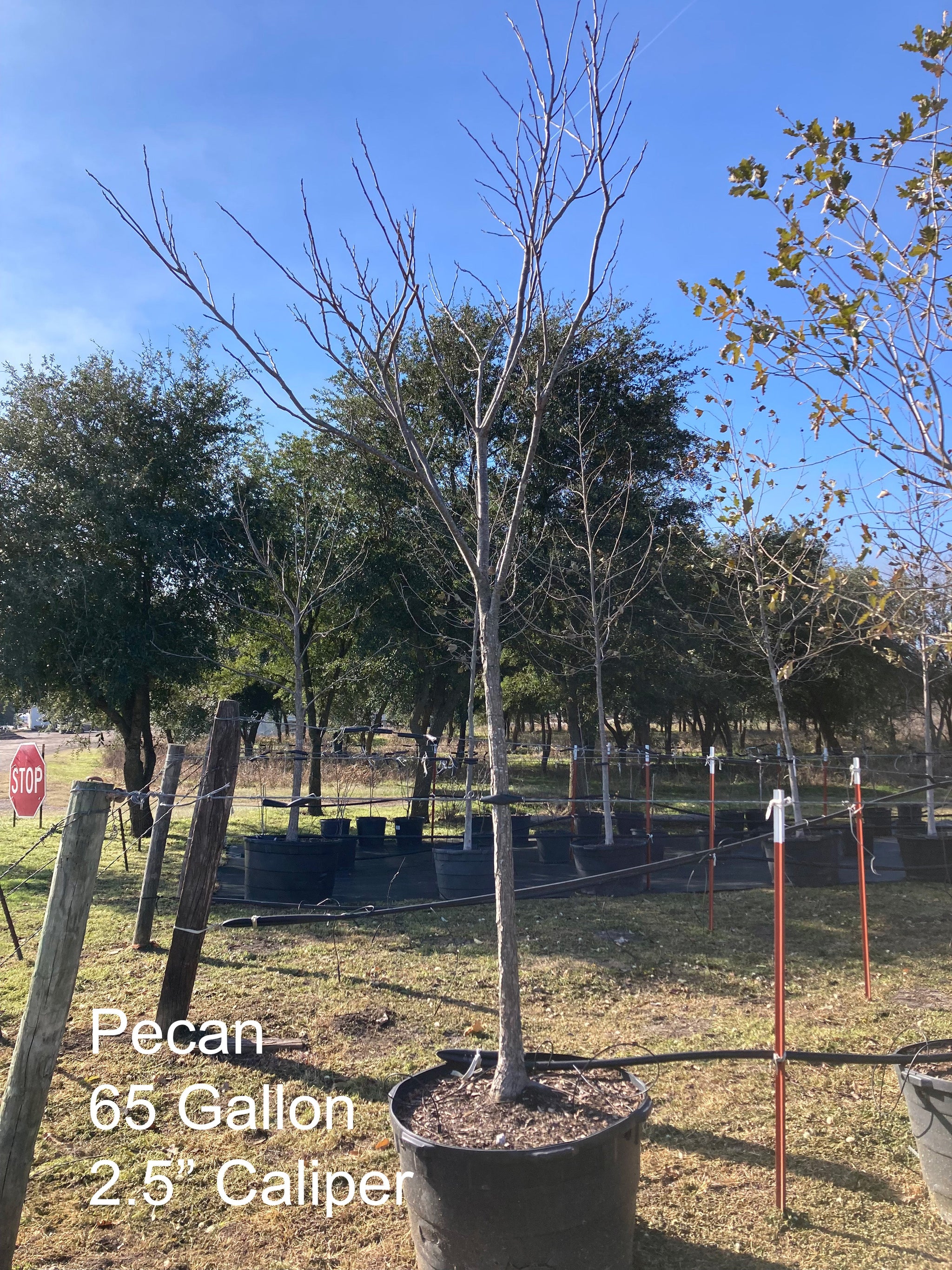 Pecans for Sale - The Texas State Tree | Texas Tree Farms