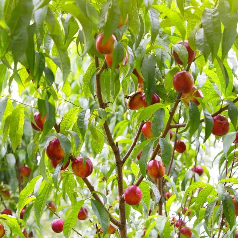Nectarine Red Gold – Texas Tree Farms