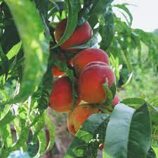 Peach Sam Houston – Texas Tree Farms