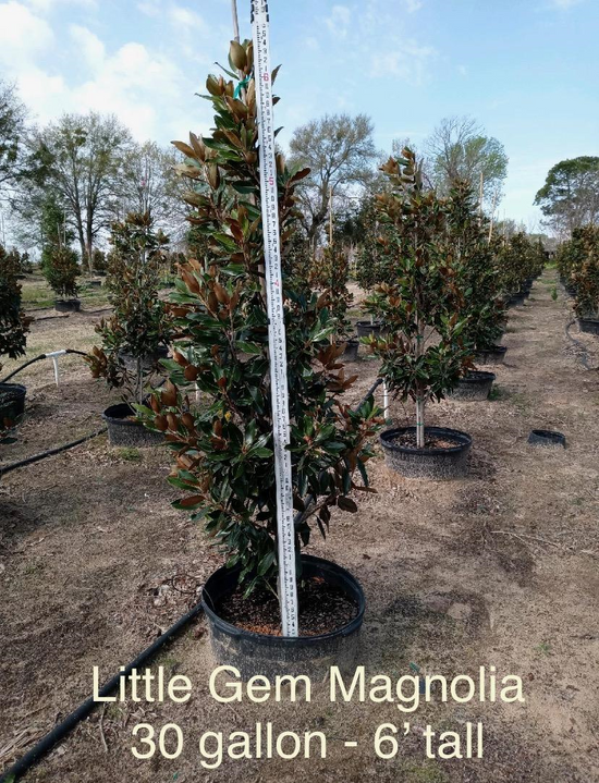 Little Gem Magnolias | Texas Tree Farms