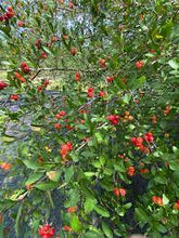 Fruit Trees For Sale | Texas Tree Farms