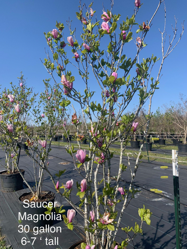 Saucer Magnolia | Texas Tree Farms