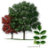 Texas Ash Trees For Sale | Texas Tree Farms