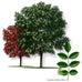 Texas Ash Trees For Sale | Texas Tree Farms
