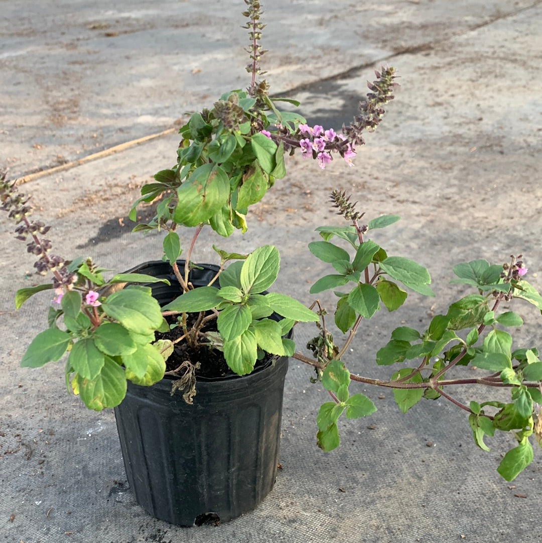 Basil – Texas Tree Farms