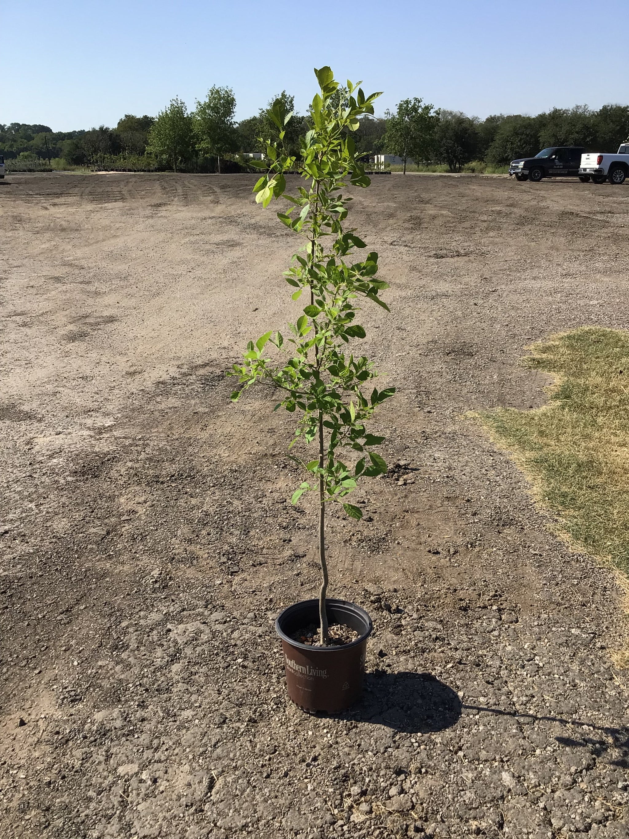 Texas Ash Trees For Sale | Texas Tree Farms