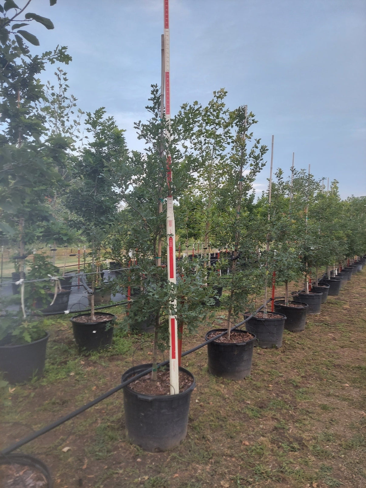 Lacey Oak | Texas Tree Farms