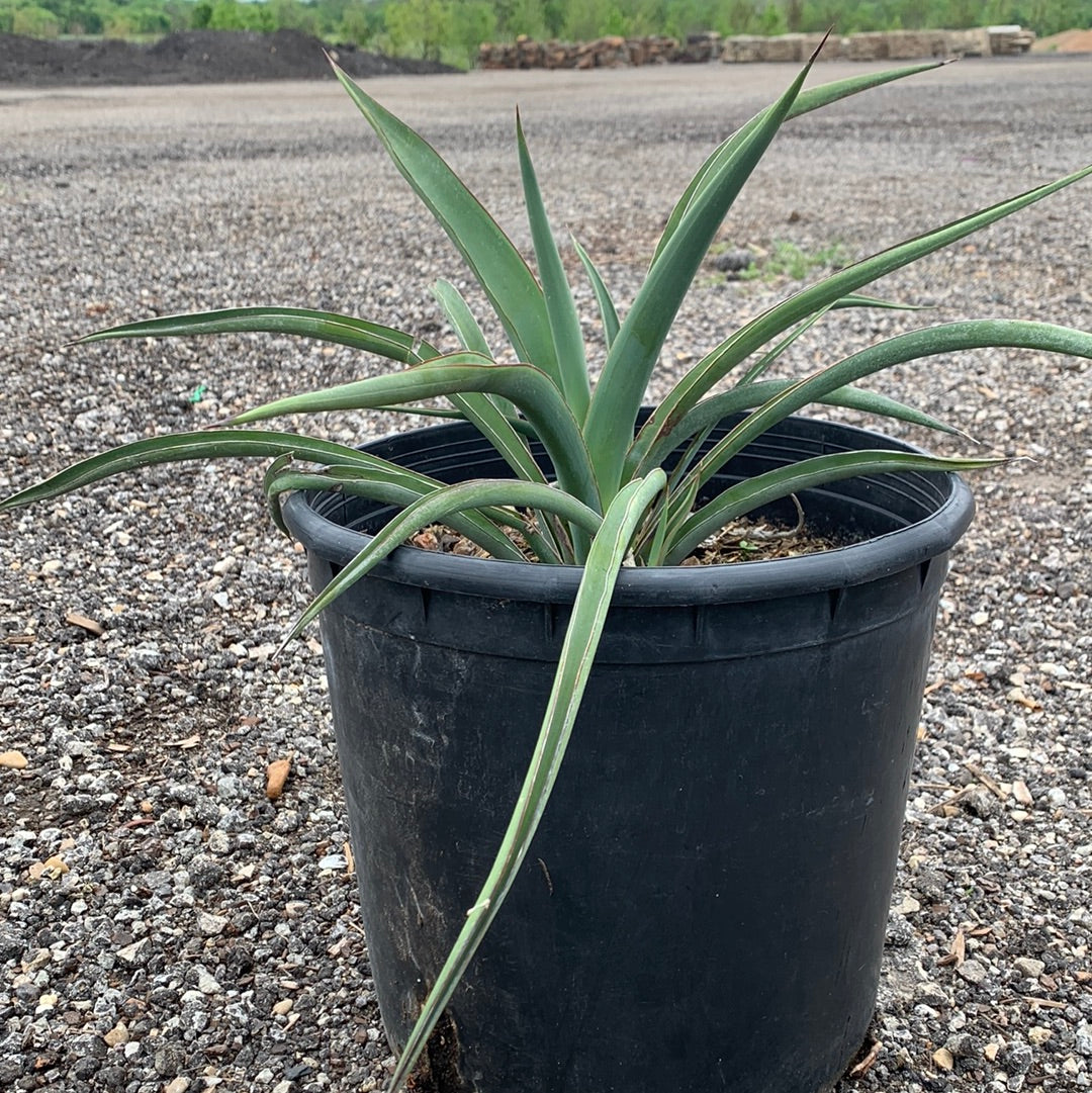 Yucca Spanish Dagger – Texas Tree Farms