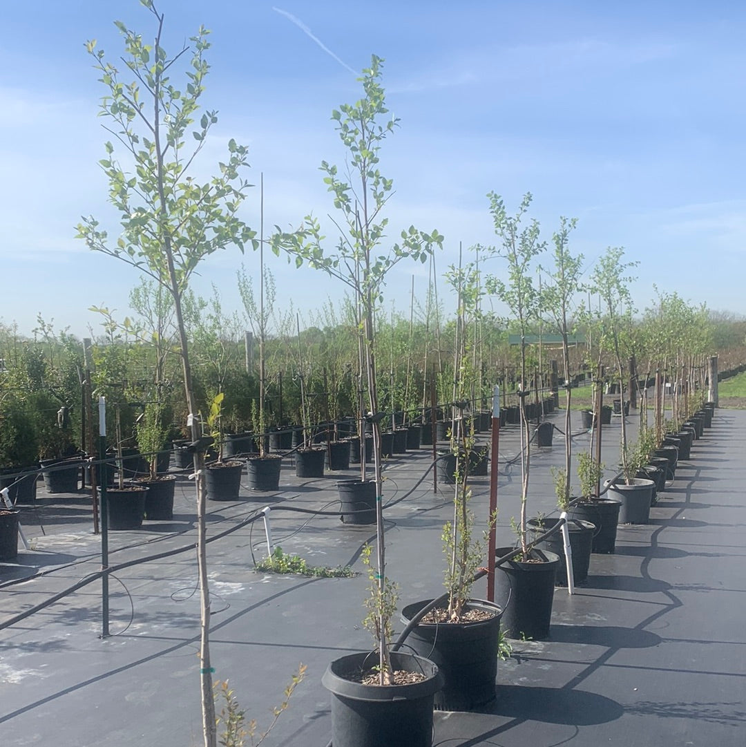 River Birch – Texas Tree Farms