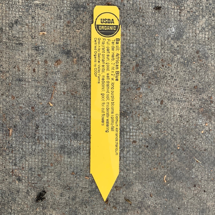 Basil Holy – Texas Tree Farms