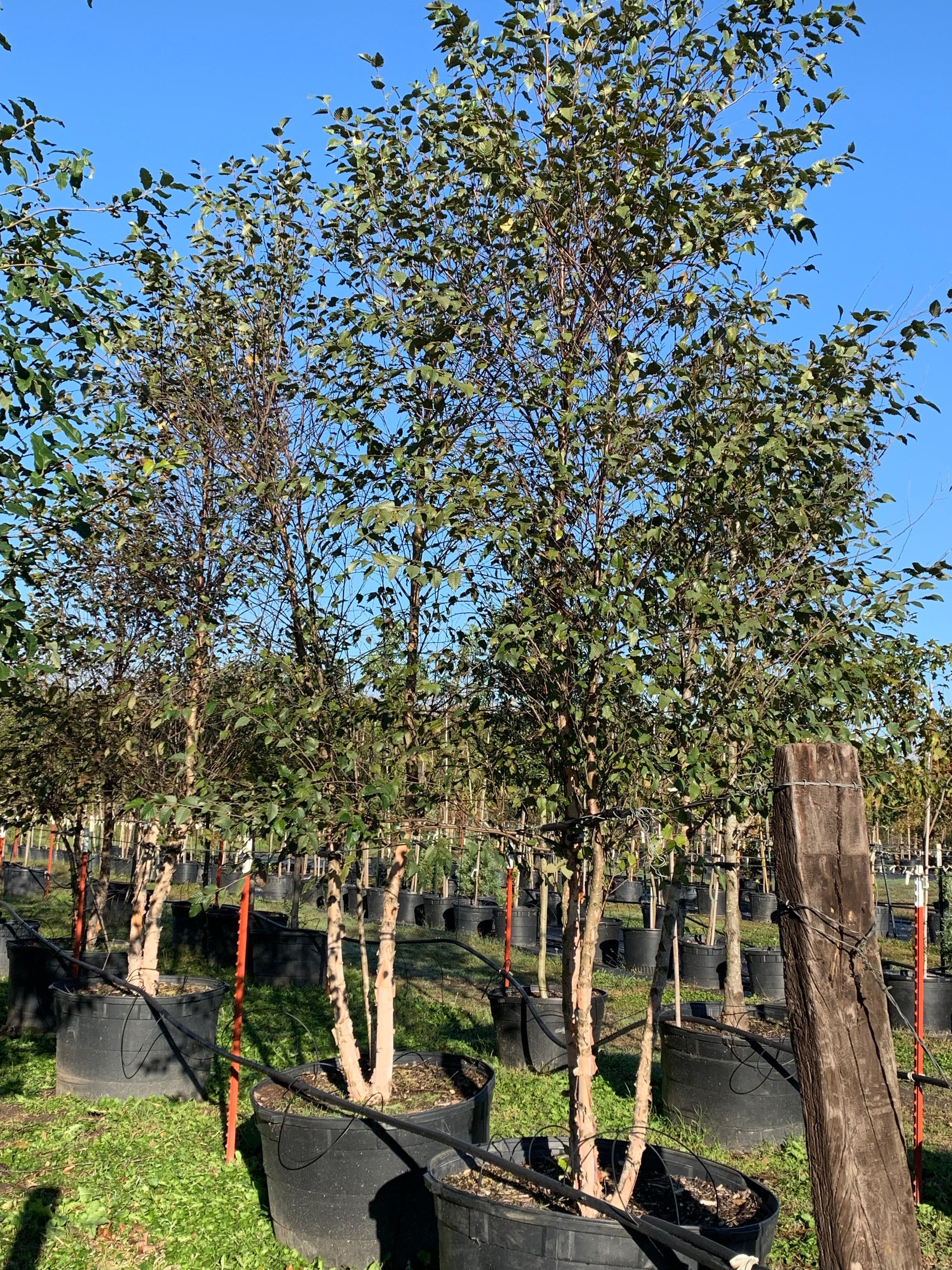 River Birch – Texas Tree Farms