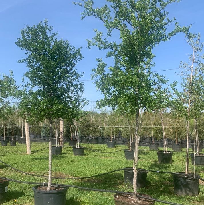 Cedar Elm – Texas Tree Farms