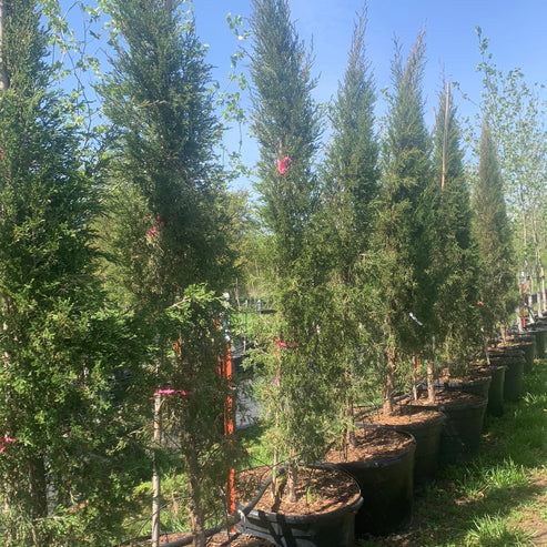 Juniper Taylor – Texas Tree Farms