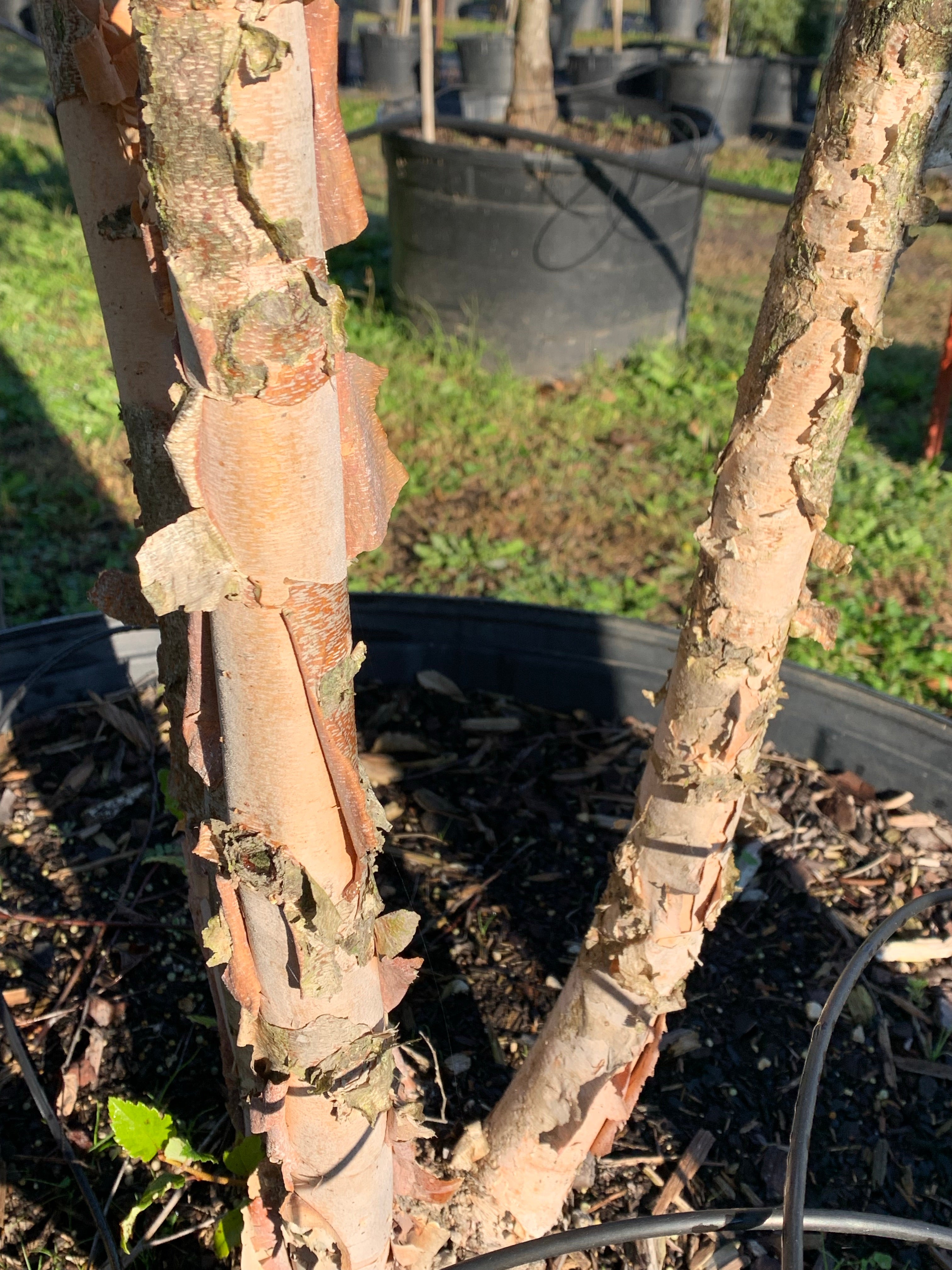 River Birch – Texas Tree Farms