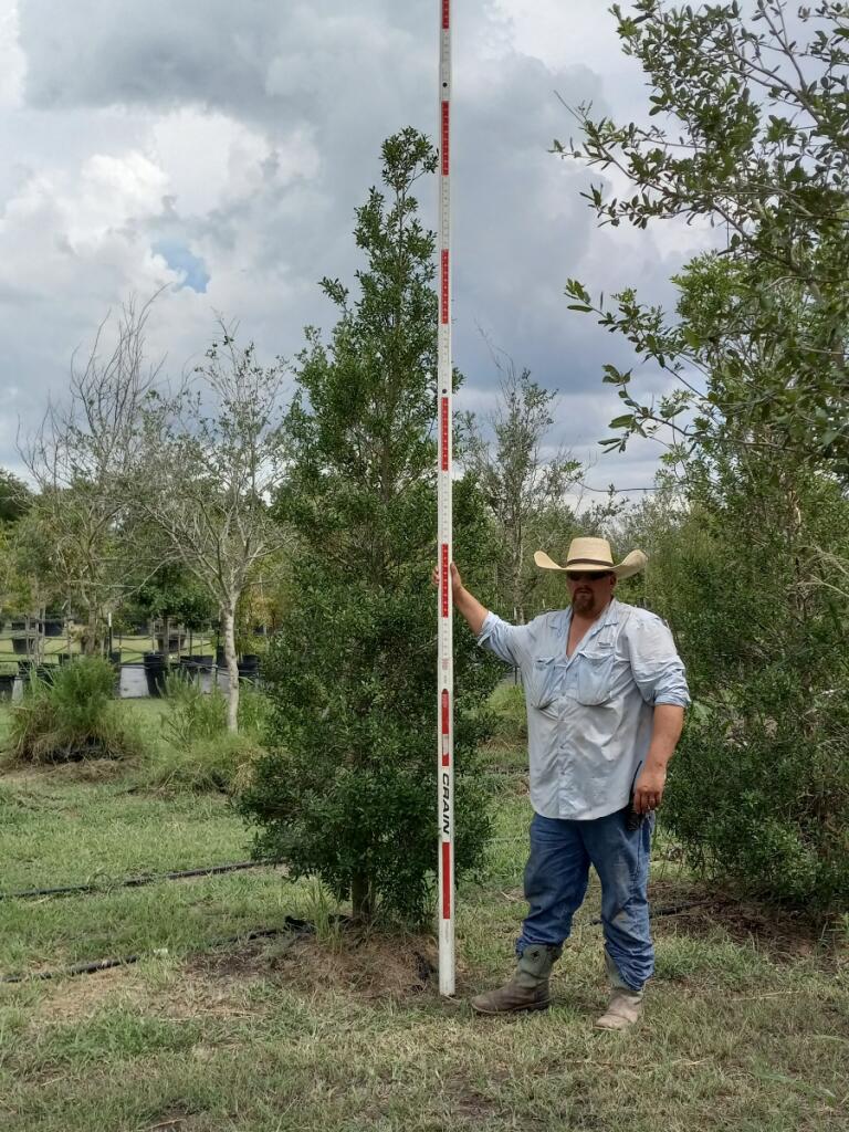 Foster Holly – Texas Tree Farms