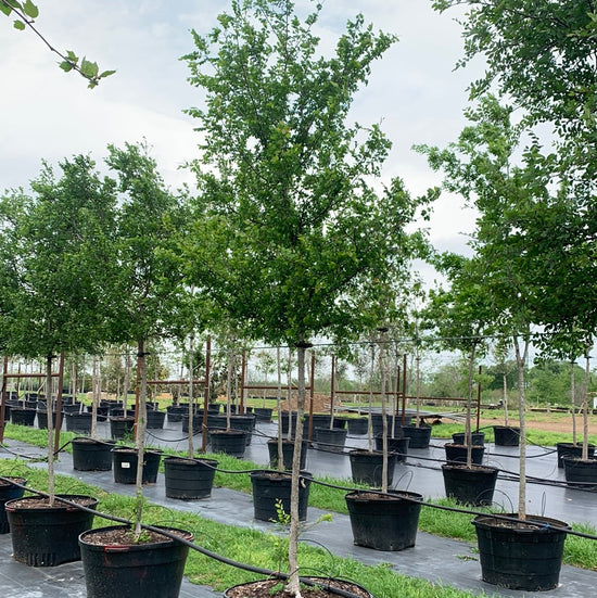 Cedar Elm – Texas Tree Farms