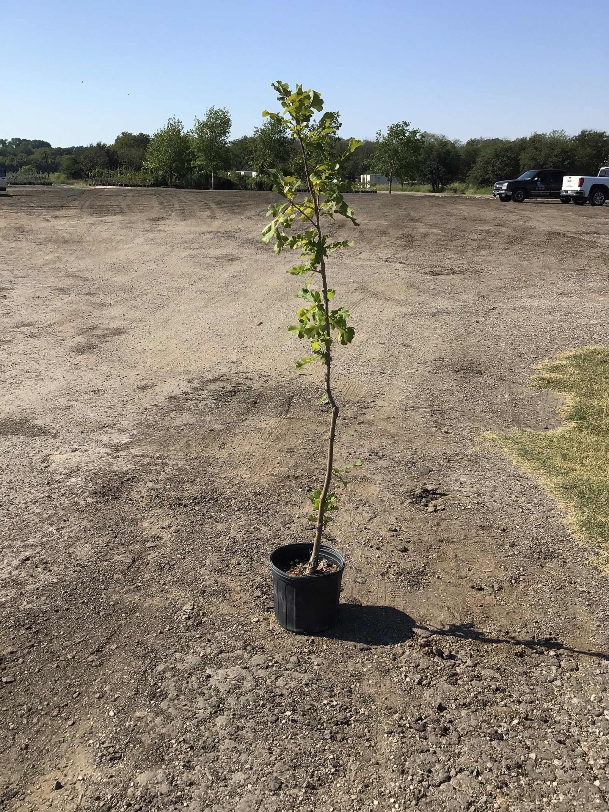 Bur Oaks for Sale | Texas Tree Farms