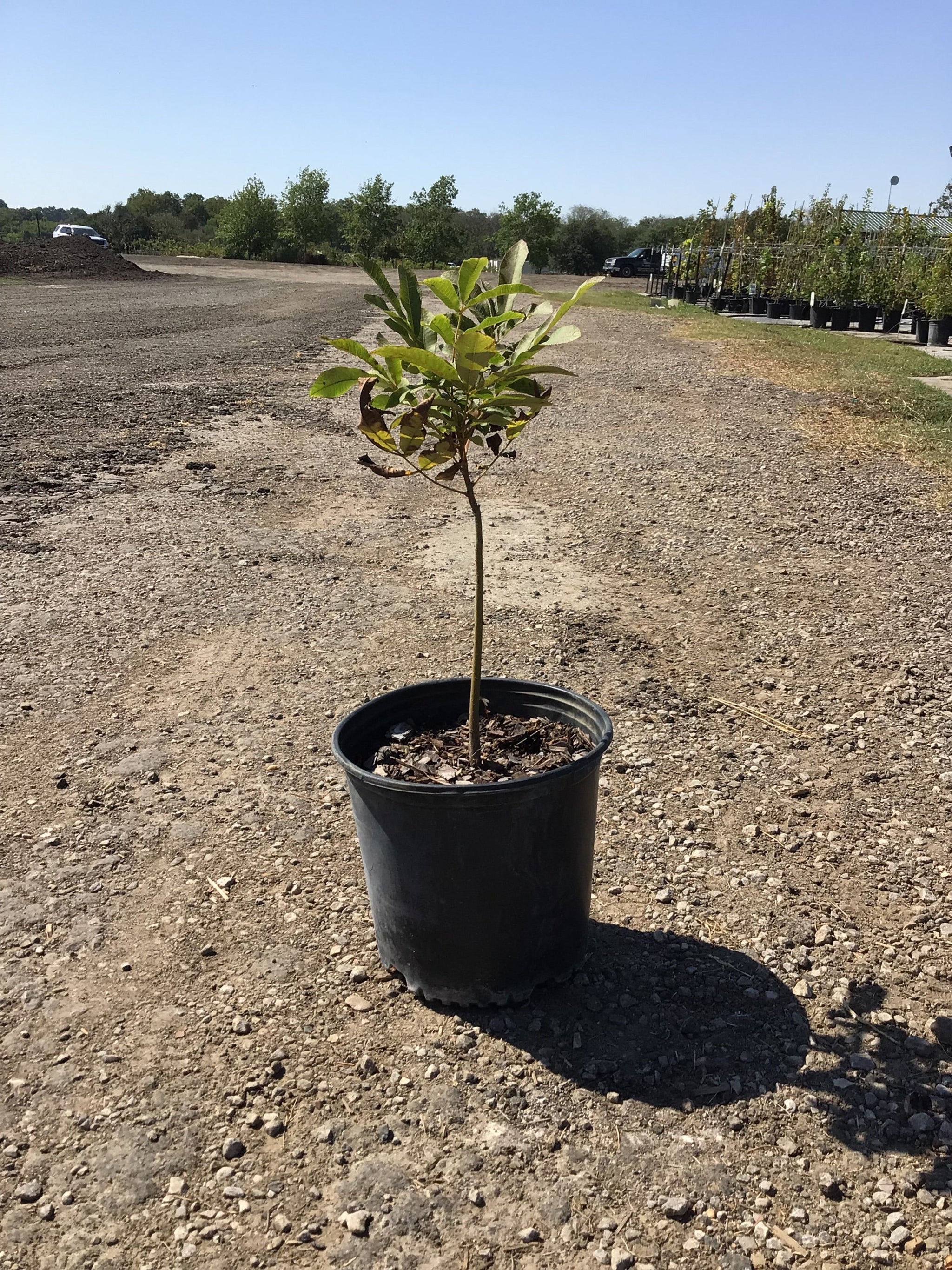 Pecans for Sale - The Texas State Tree | Texas Tree Farms