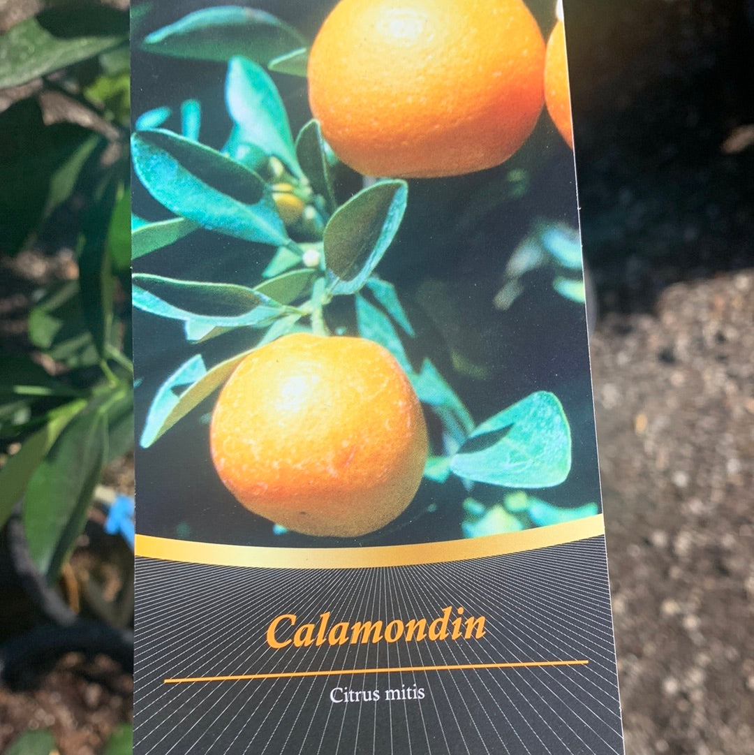 Calamondin – Texas Tree Farms