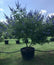 Vitex Trees For Sale | Texas Tree Farms