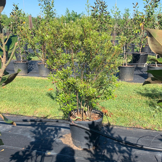 Wax Myrtle – Texas Tree Farms