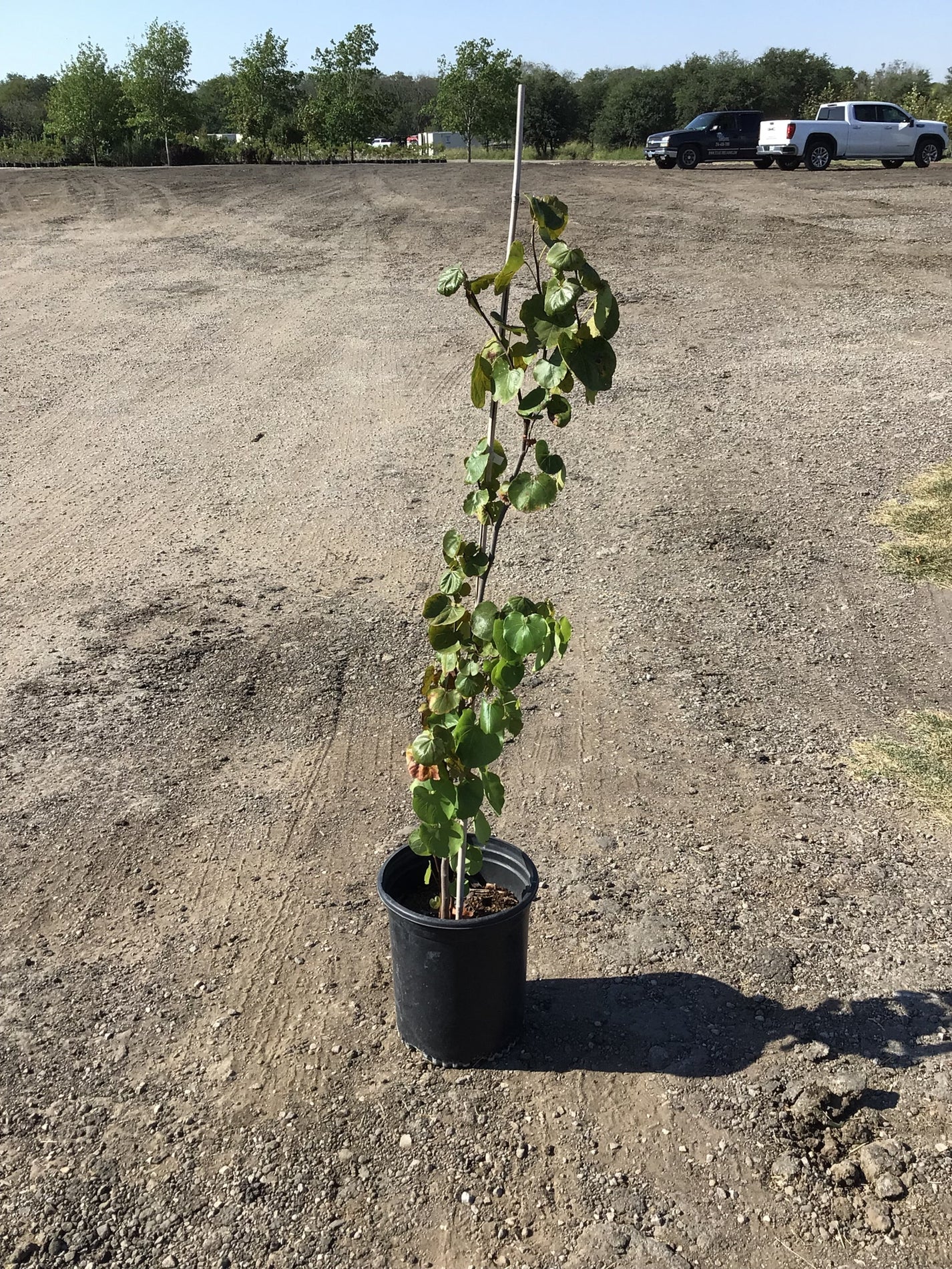 Redbud Texas – Texas Tree Farms