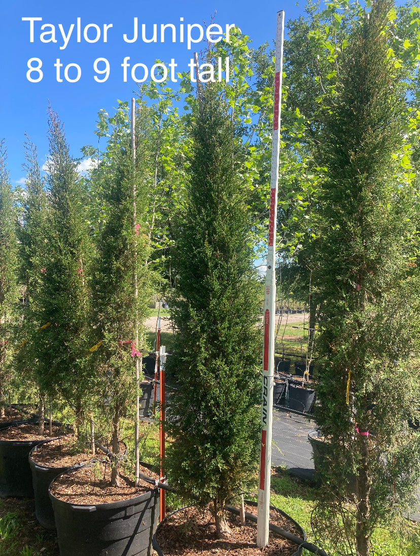 Juniper Taylor – Texas Tree Farms