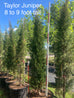 Juniper Taylor – Texas Tree Farms