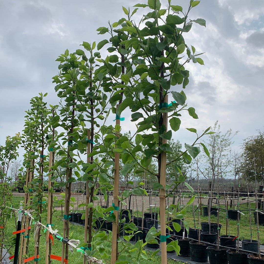 Bradford Cleveland Pear – Texas Tree Farms