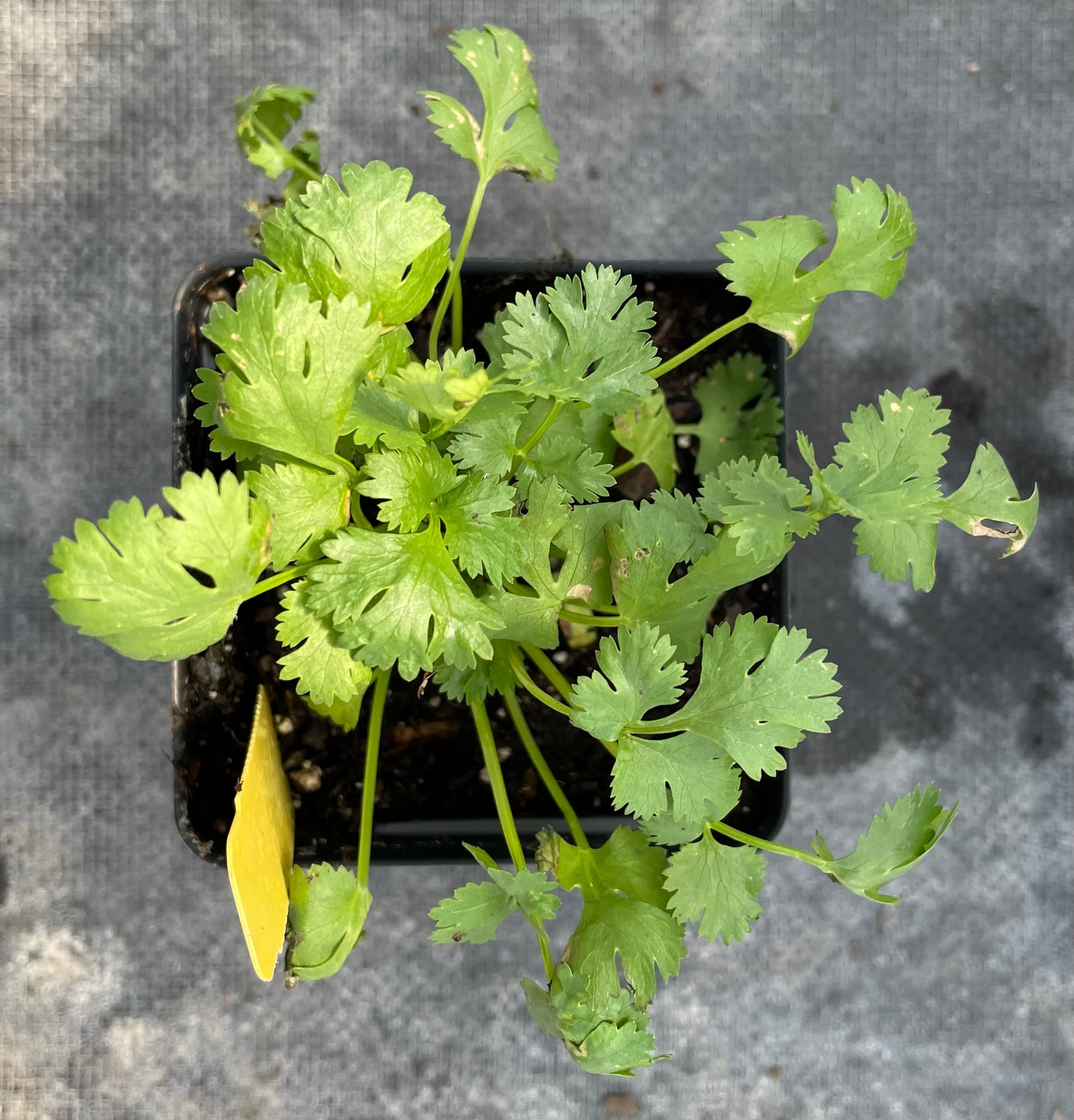 Cilantro – Texas Tree Farms