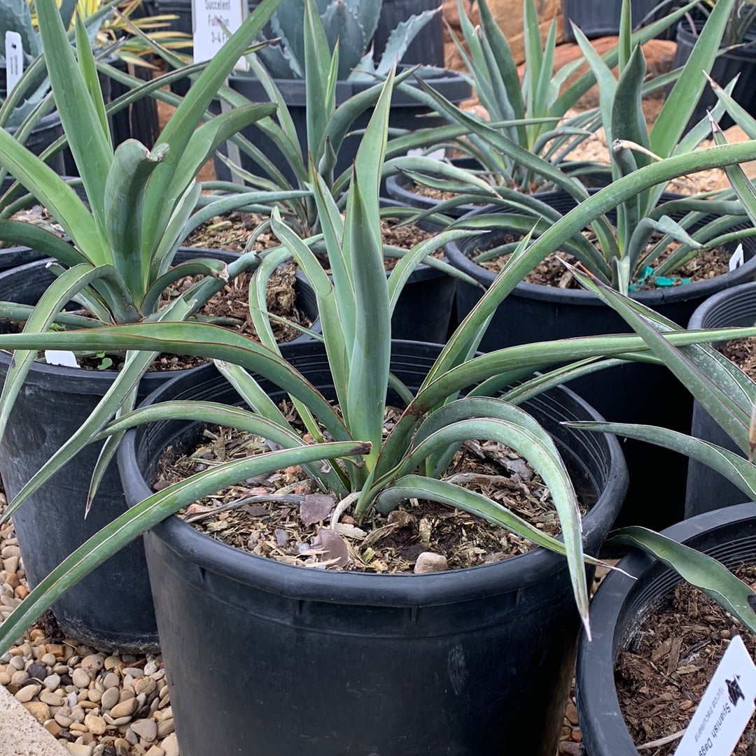 Yucca Spanish Dagger – Texas Tree Farms