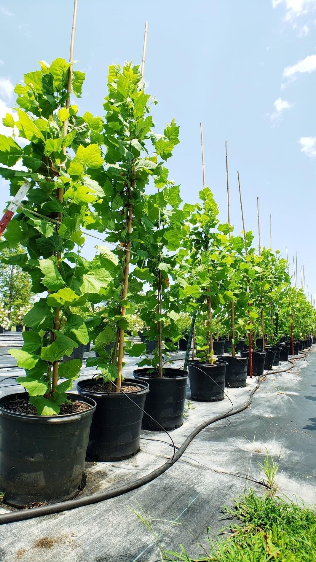 Texas Native Trees For Sale | Texas Tree Farms