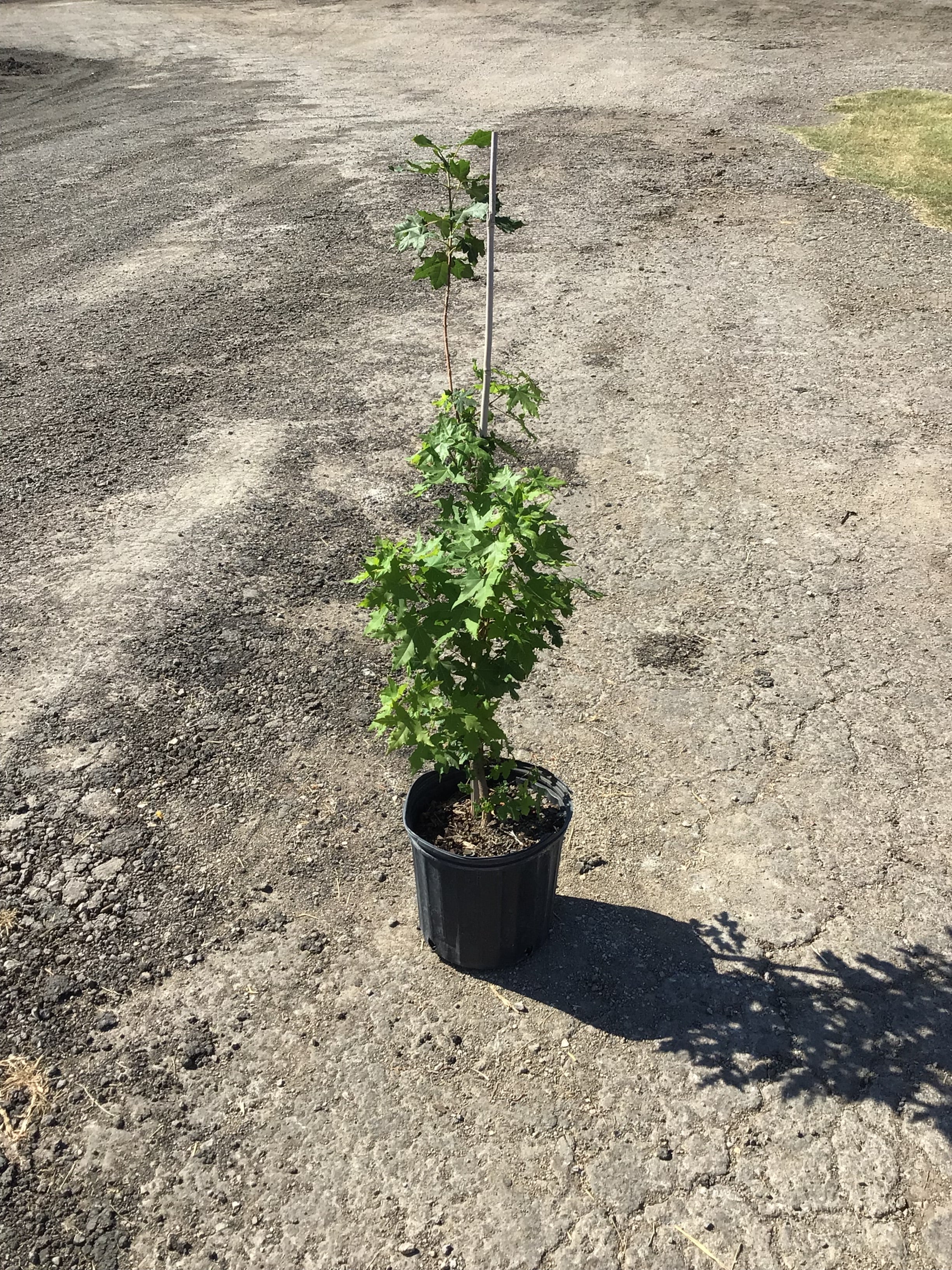 Maple Red/Drummond – Texas Tree Farms