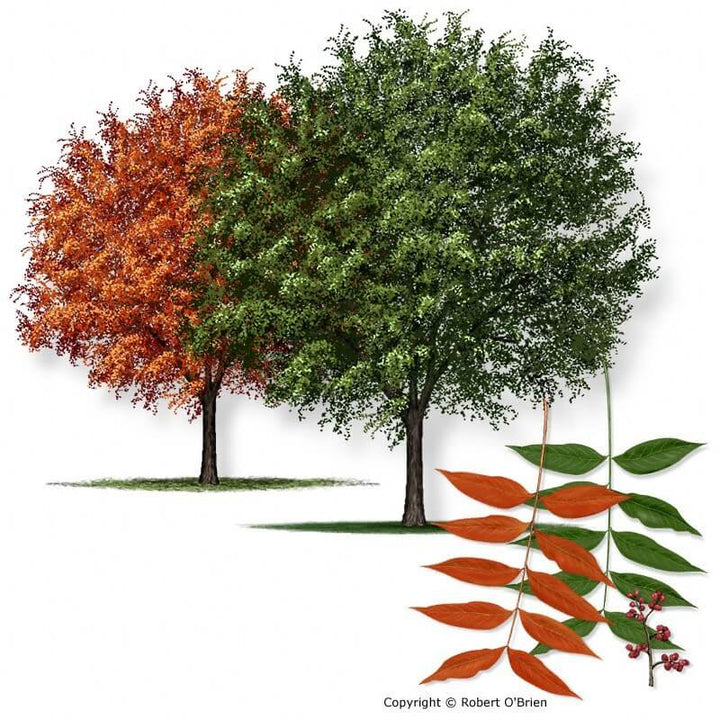 Texas Tree Farms | Buy Directly From Grower in Texas