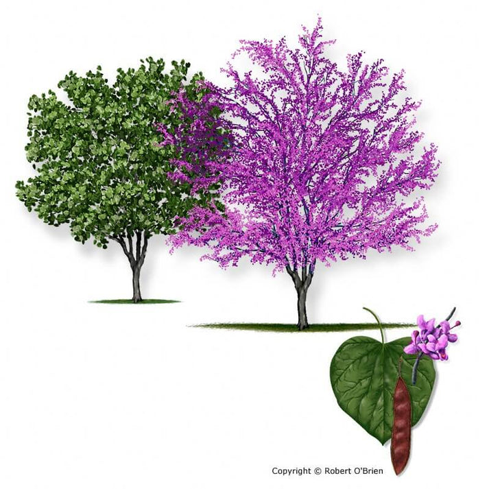Redbud Texas – Texas Tree Farms